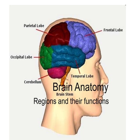 brain_anatomy.ppt