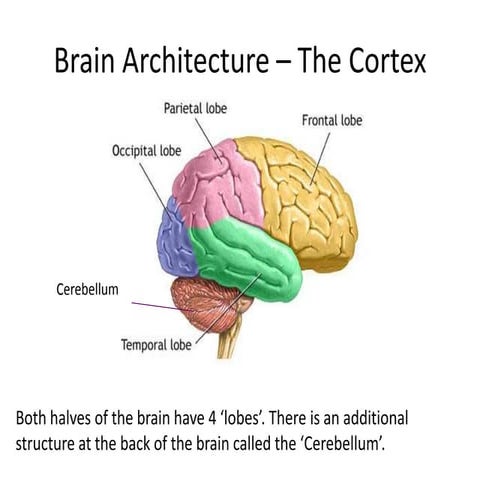 Brain architecture | PPTX