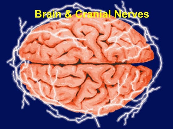 Anatomy viva questions and one liners with answers Question bank. | DOCX