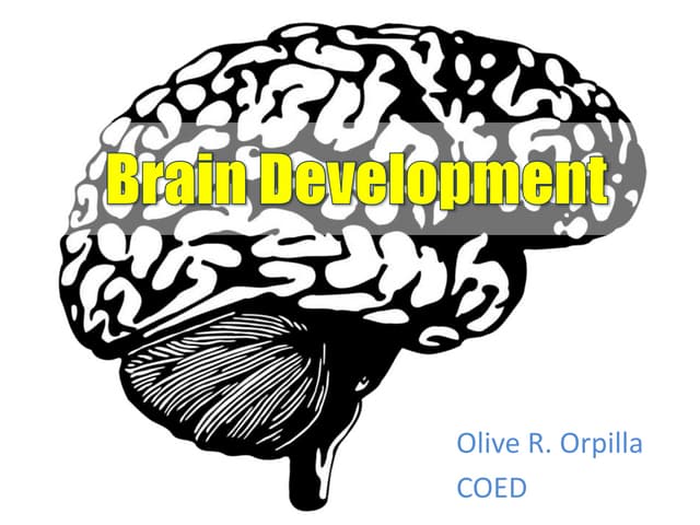 Education 1 : Brain development | PPTX | Brain and Nervous System ...