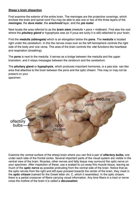 Sheep+brain+dissection | PPT