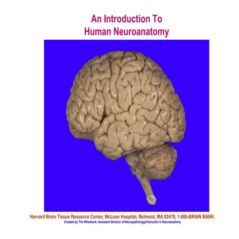An Introduction to Human Neuroanatomy & The Neocortex | PPT