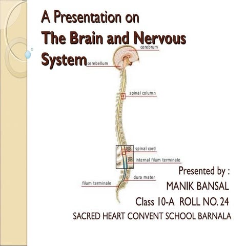 Brain & nervous system | PPT
