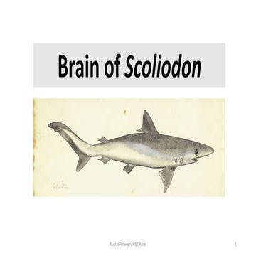 Brain of scoliodon | PPTX