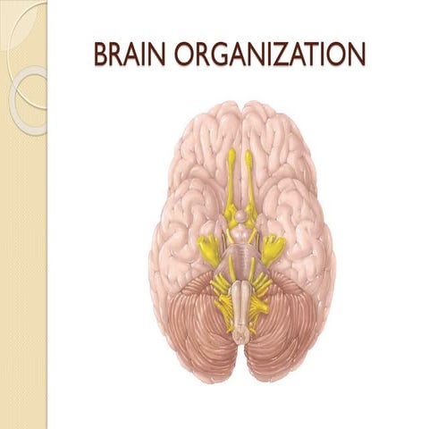 Brain Organization .pdf