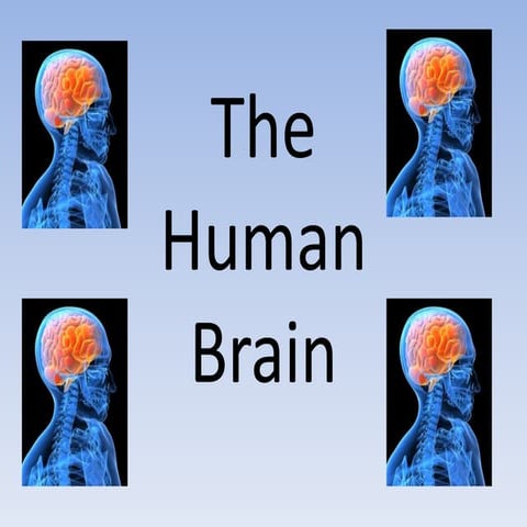 Brain powerpoint | PPTX