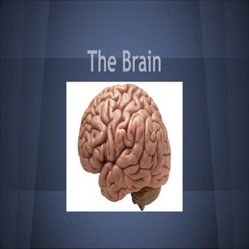 Brain powerpoint | PPT