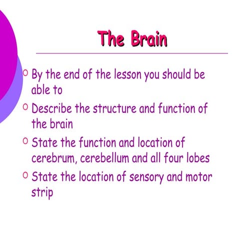 Brain ppt | PPT