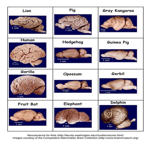 Brains of living organisms. | PDF | Biological Sciences | Science