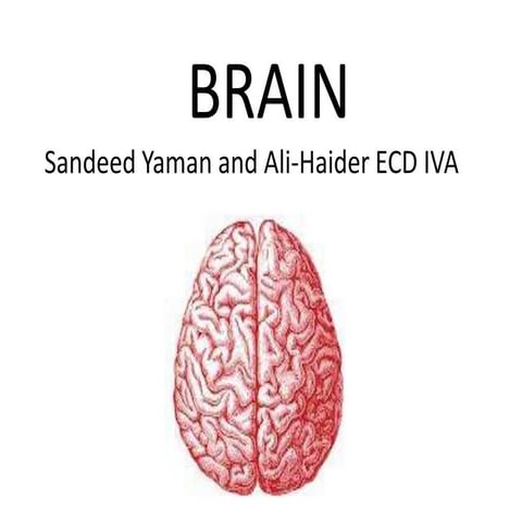 ECD "brain" | PPT