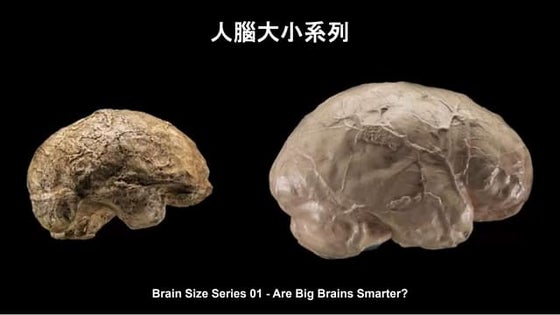 Brain Facts Series 01 - 10 Amazing Facts about Human Brain.ppt