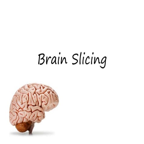 Brain slicing | PPT