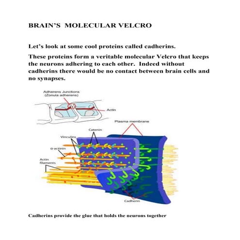 Brain's molecular velcro | DOCX | Brain and Nervous System Disorders ...