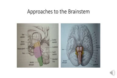 Brainstem Anatomy Netter