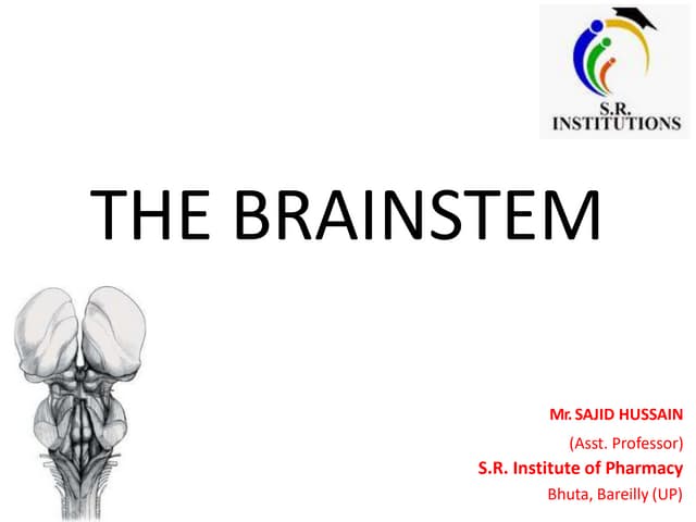 MIDBRAIN basic anatomy and applied aspects. | PPT