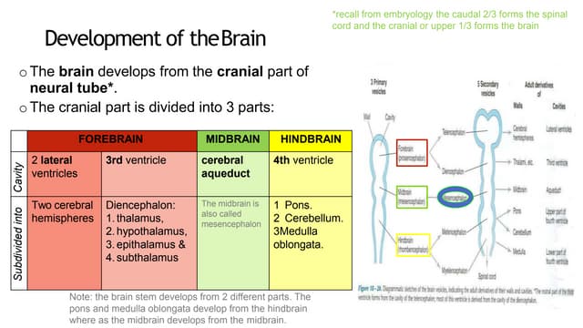 MIDBRAIN basic anatomy and applied aspects. | PPT