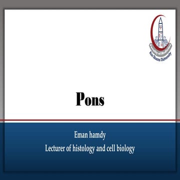 Pons Anatomy | PPTX