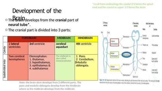 Brainstem Ii Pons And Cerebellum Part 2 The Human Brain