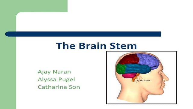 Brain Stem Anatomy Ppt