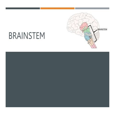 brainstem anatomi dan blablabal bibibi bububu | PPTX