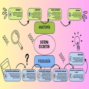 Diagrama Do Sistema Excretor Rotulado SISTEMA URINARIO Es Un Sistema