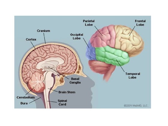 limbic system.pptx