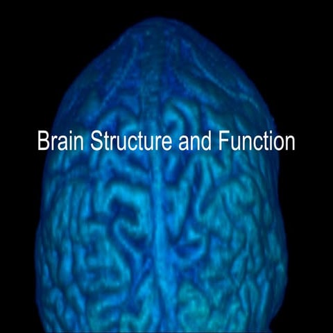 Brain structure (2) | PPT