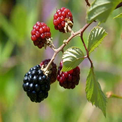 Traditional and Modern Uses of Bramble (Blackberry) | PPT
