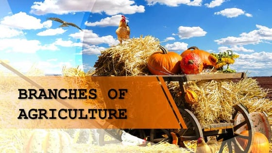 The Four Main Branches of Agriculture.pptx | Agriculture | Industries