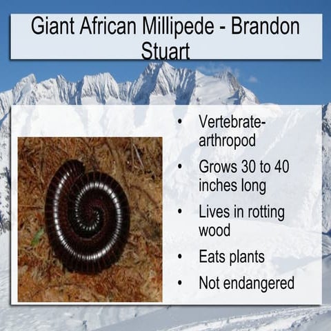 Brandon | PPT | Large Animals | Pets