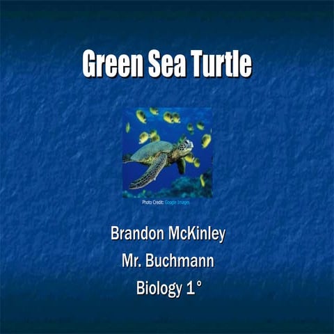 Life Cycle of Turtle (From Egg to Adult Sea Turtle) | PDF