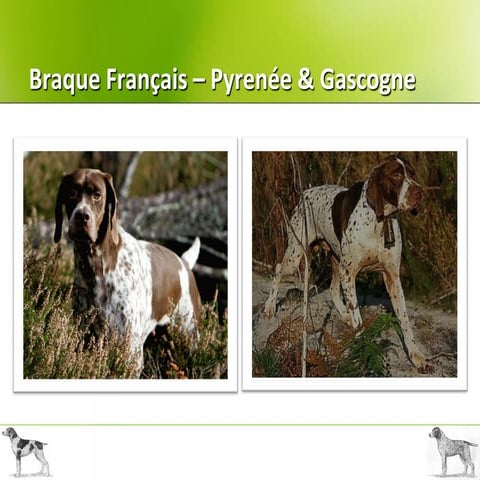 Braque Francais 2010 | PPT
