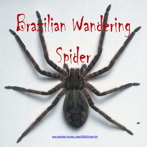 Brazilian wandering power point | PPTX