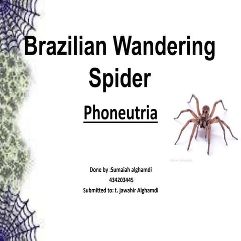 Brazilian wandering spiders. | PPTX