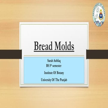 Bread molds by Sarah Ashfaq 51. fungi pptx | PPTX