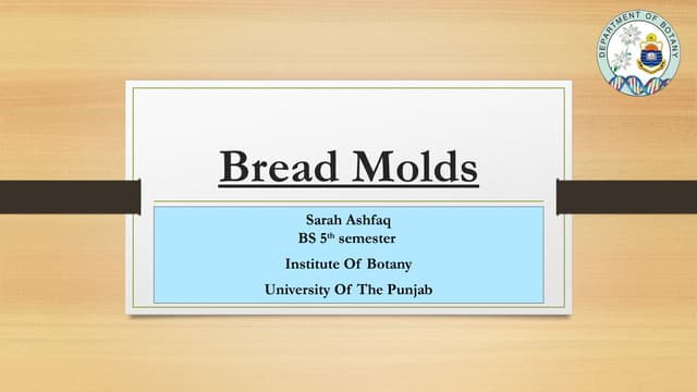 Spore formation In Rhizopus (Fungi) | PPTX