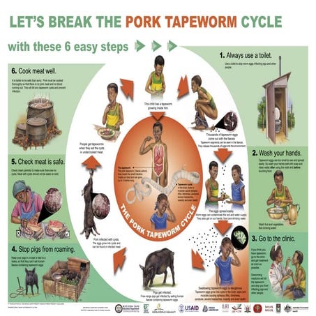 Let's break the pork tapeworm cycle | PDF
