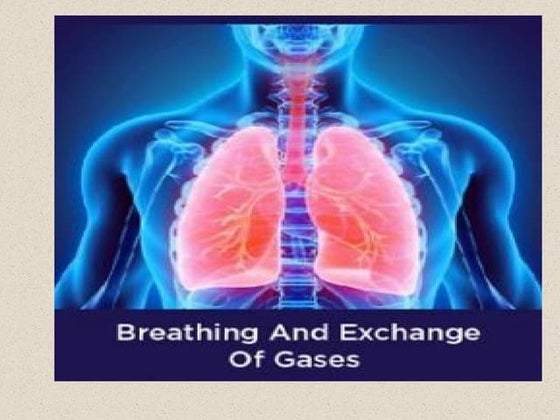 Breathing and Exchange of Gases Class 11th | PDF