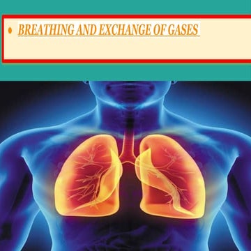 Breathing and exchange of gases ppt.pptx