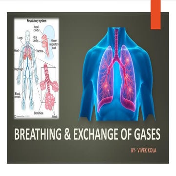 Breathing & Exchange of Gases || CBSE CLASS 11TH NCERT | PDF