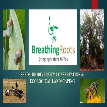 Breathingroots Latest Profile 2024.pptx