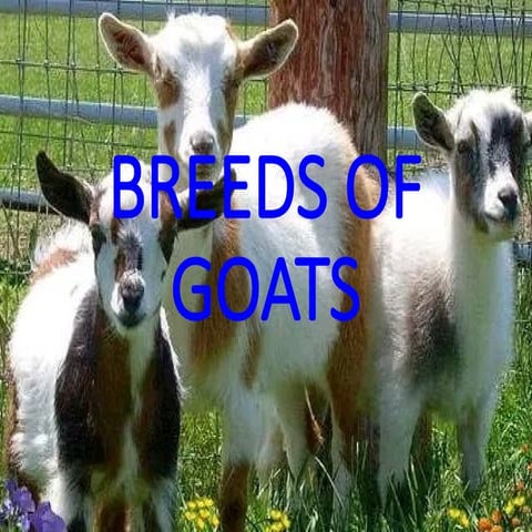 THE GENERAL BREEDS OF GOATS ARE ALL BREEDS | PPTX