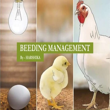 Breeder management in poultry | PPTX