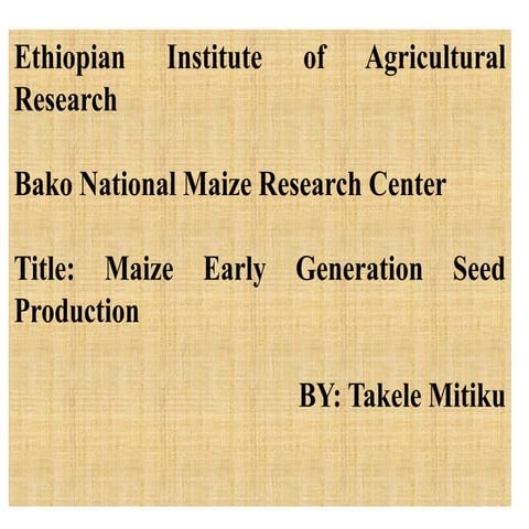 Breeder seed production at bako national maize research center.pptx