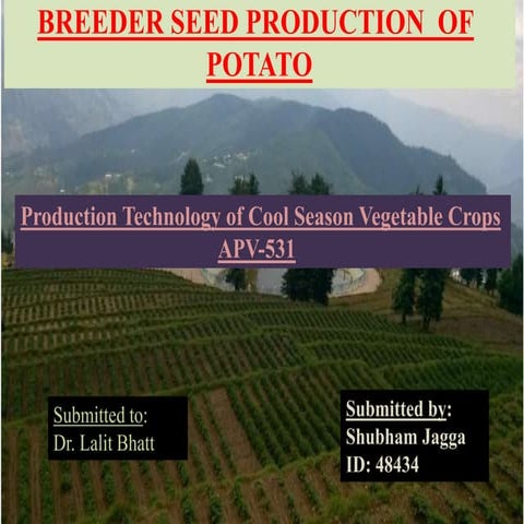 breeder seed production in potato.pptx