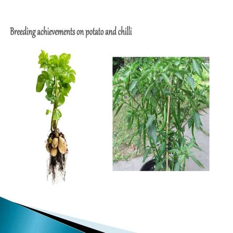 Breeding achievements on potato and chilli.pptx