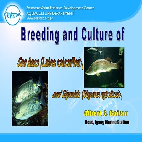Breeding And Culture Of Seabass And Siganids | PPT