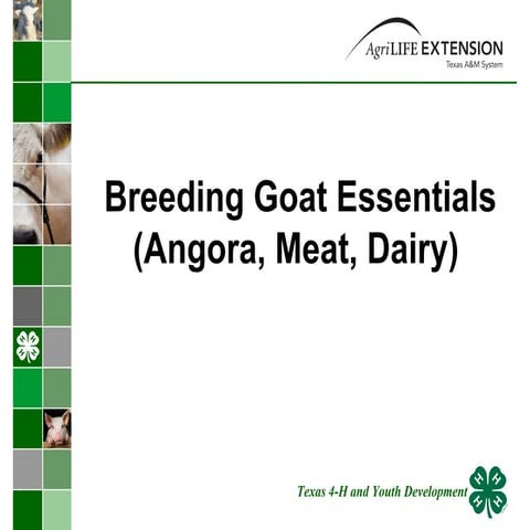 Breedingsheep Essentials | PPT