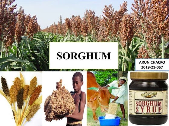 Sorghum, Minor crop of Pakistan, Introduction to Sorghum, Selfing and ...
