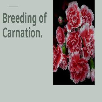 Crop improvement, Floral biology and achievements in breeding of Chrysanthemum of Carnation.pptx